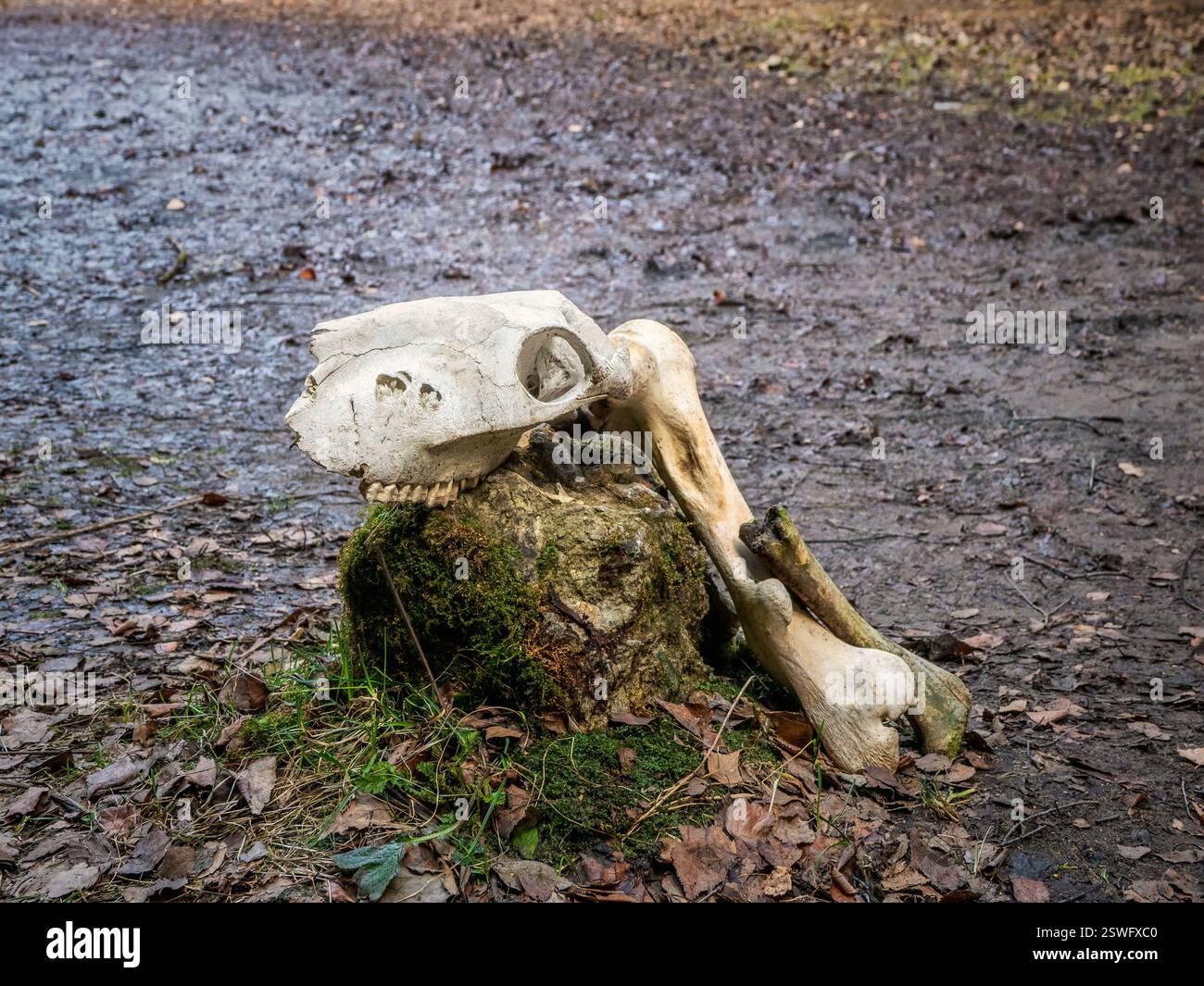 Close up bull on hi-res stock photography and images - Alamy