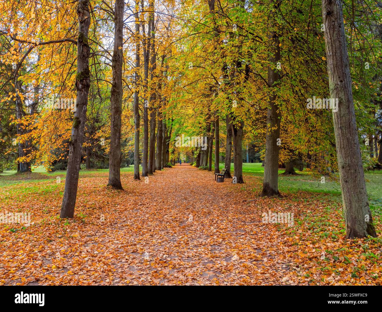 Alley of red trees in Pavlovsky park in autumn, Pavlovsk, St ...
