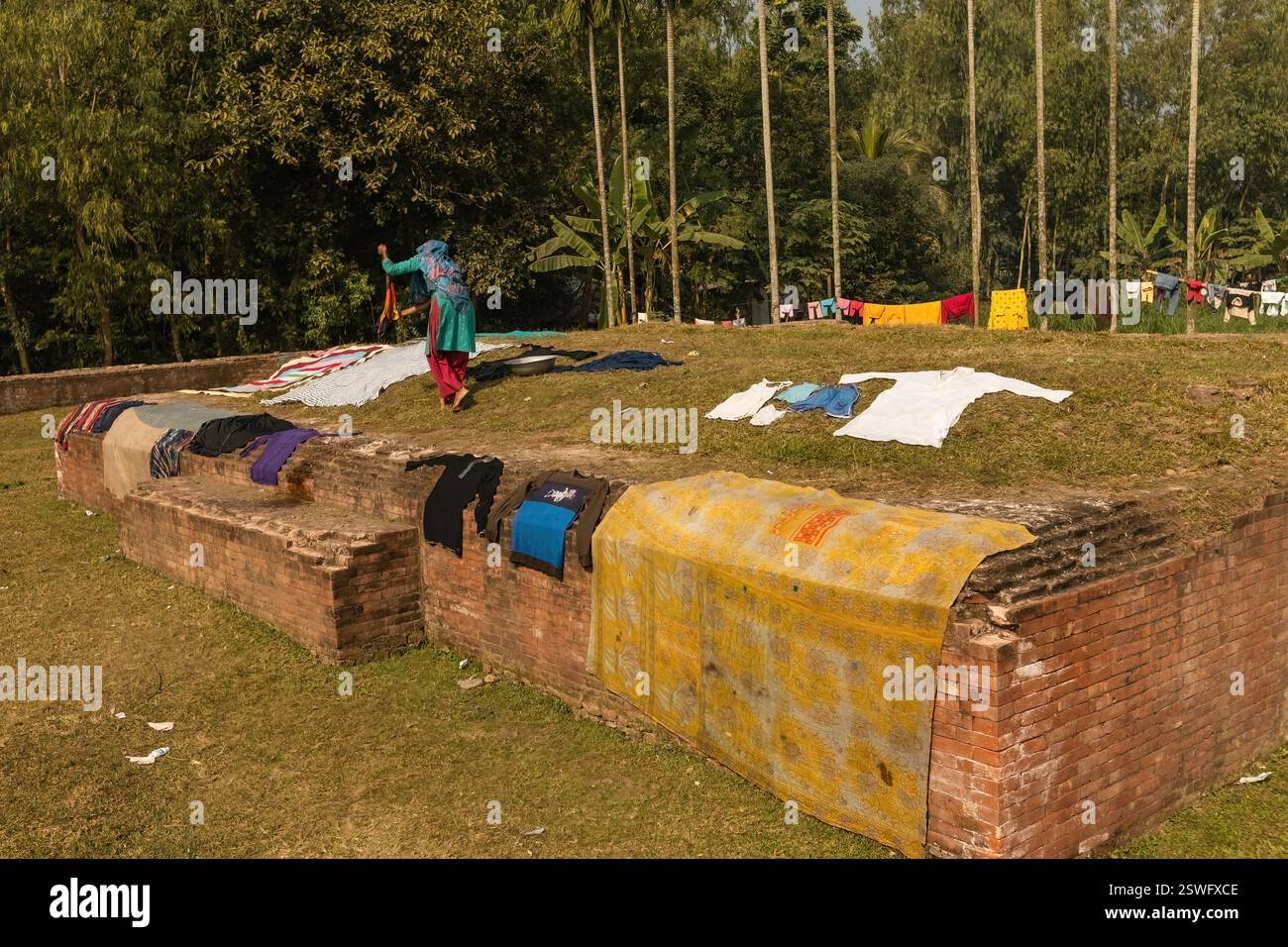 Laundry getting dried in the palm grove in countryside in Bangladesh ...