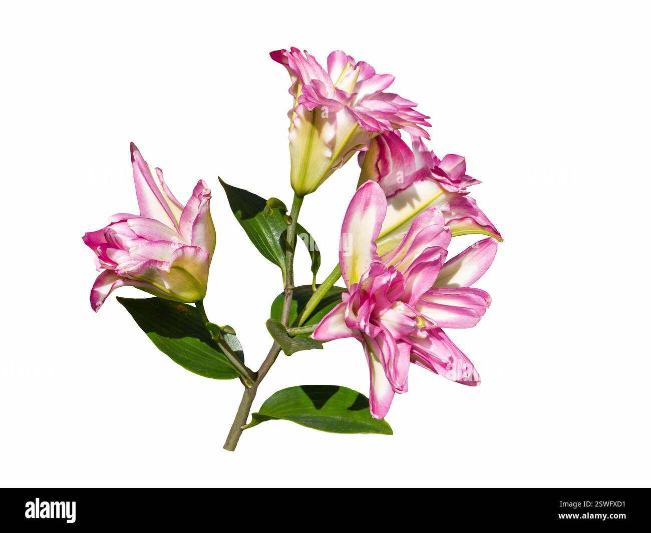 Delicate varietal Roselily Kendra Lily isolated on white background ...