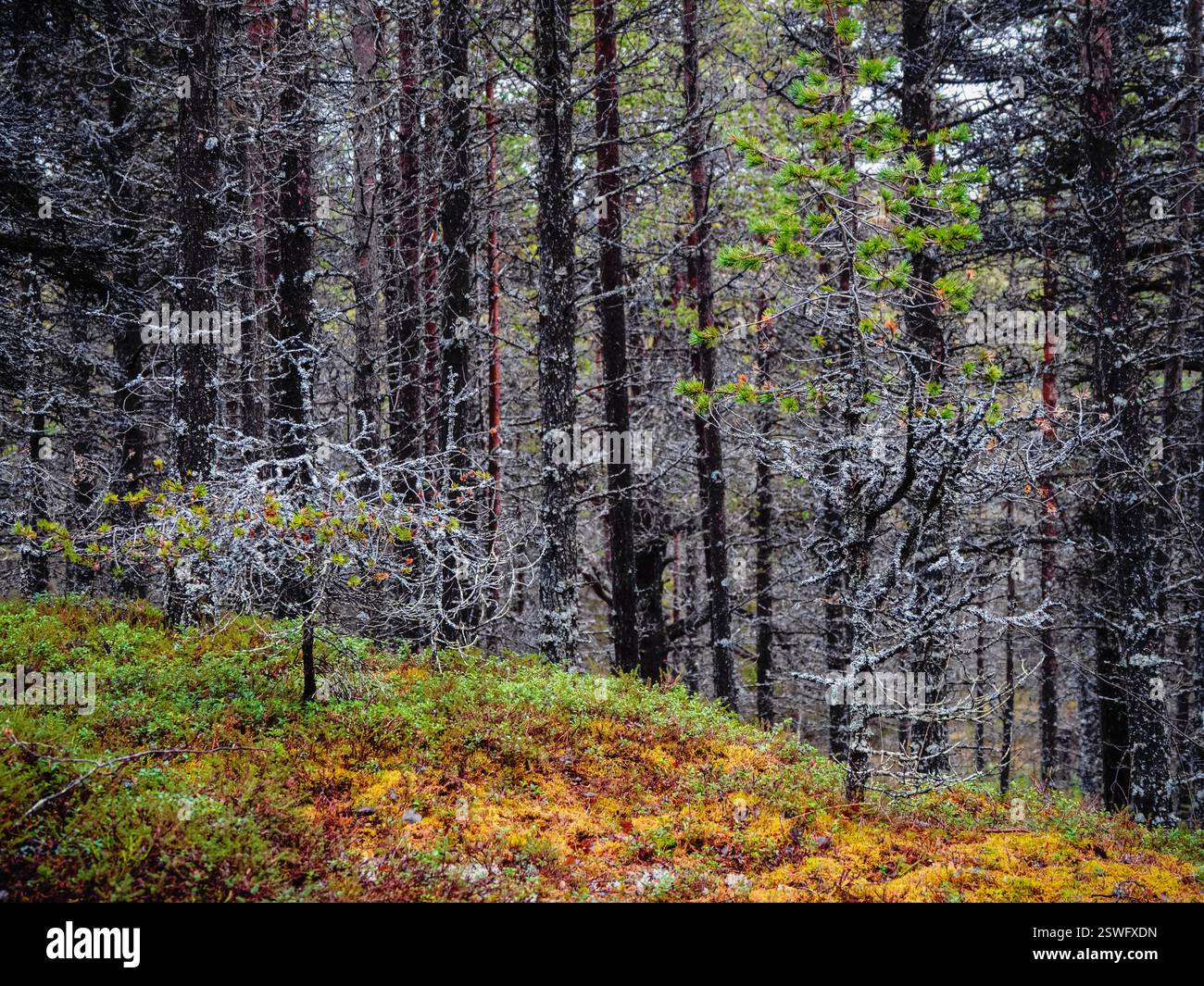 Fabulous northern forest natural hi-res stock photography and images ...
