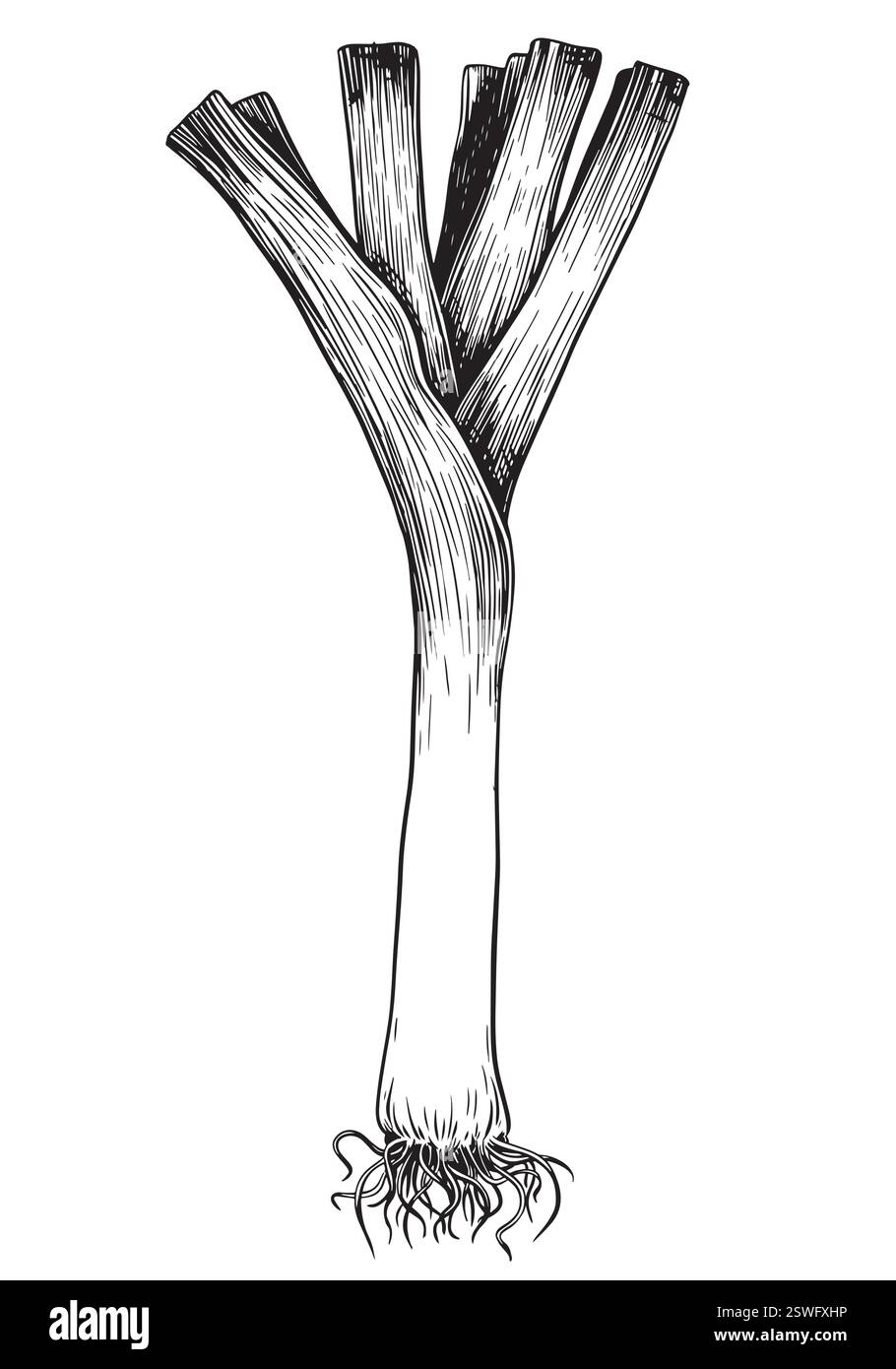 Leek in engraving technique. Vector illustration isolated on white ...