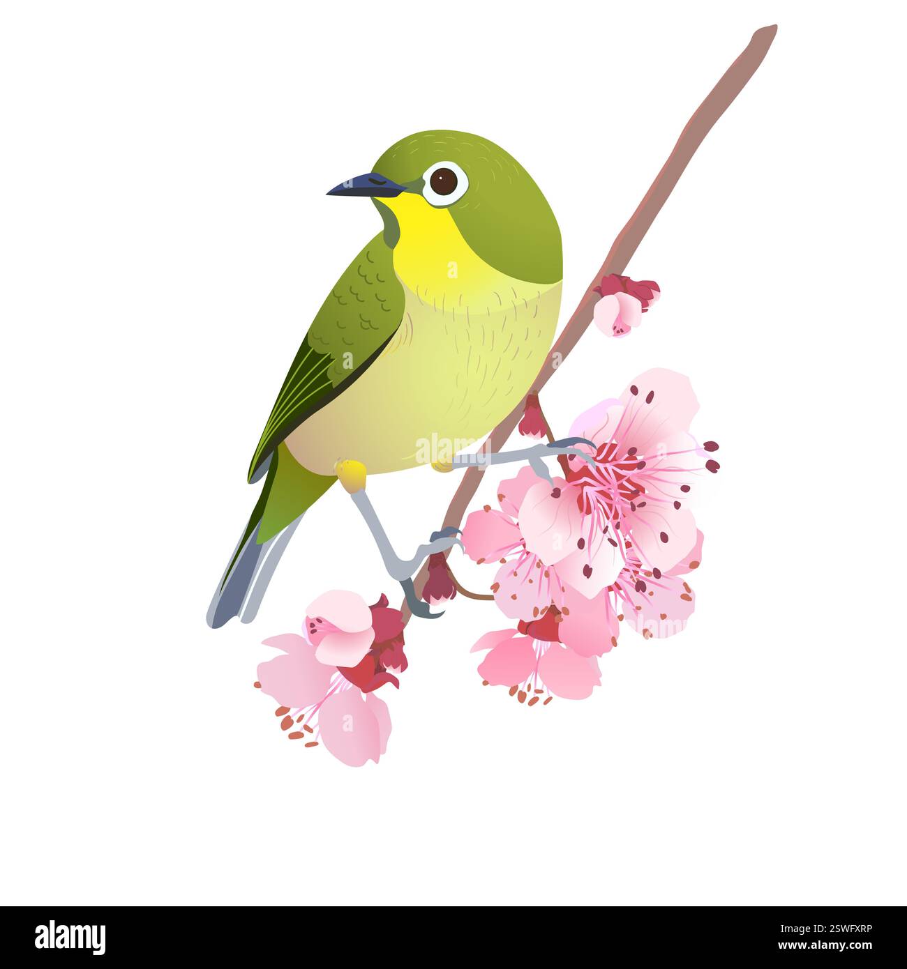 Japanese Nightingale on a branch of cherry blossoms. Hanami in Japan ...