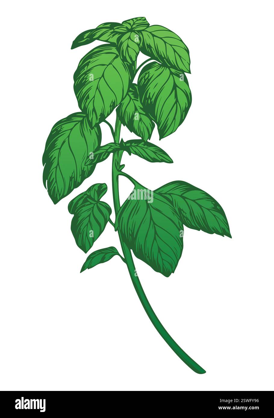 Green basil isolated on white background. Color engraving technique ...