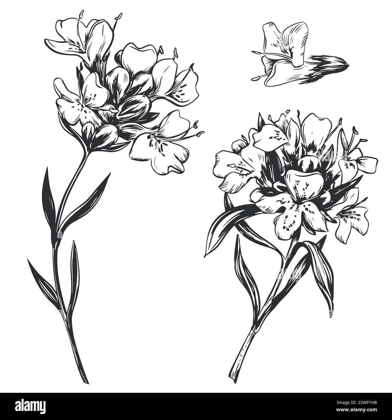 Thyme garden Black and White Stock Photos & Images - Alamy