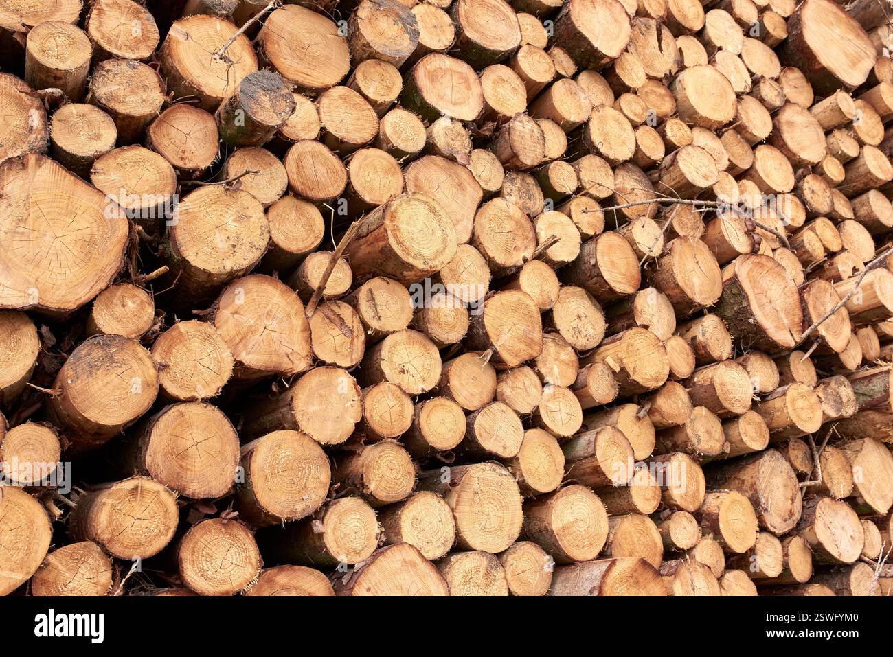 Lumber, fuel and environment with log stack in nature for wood ...