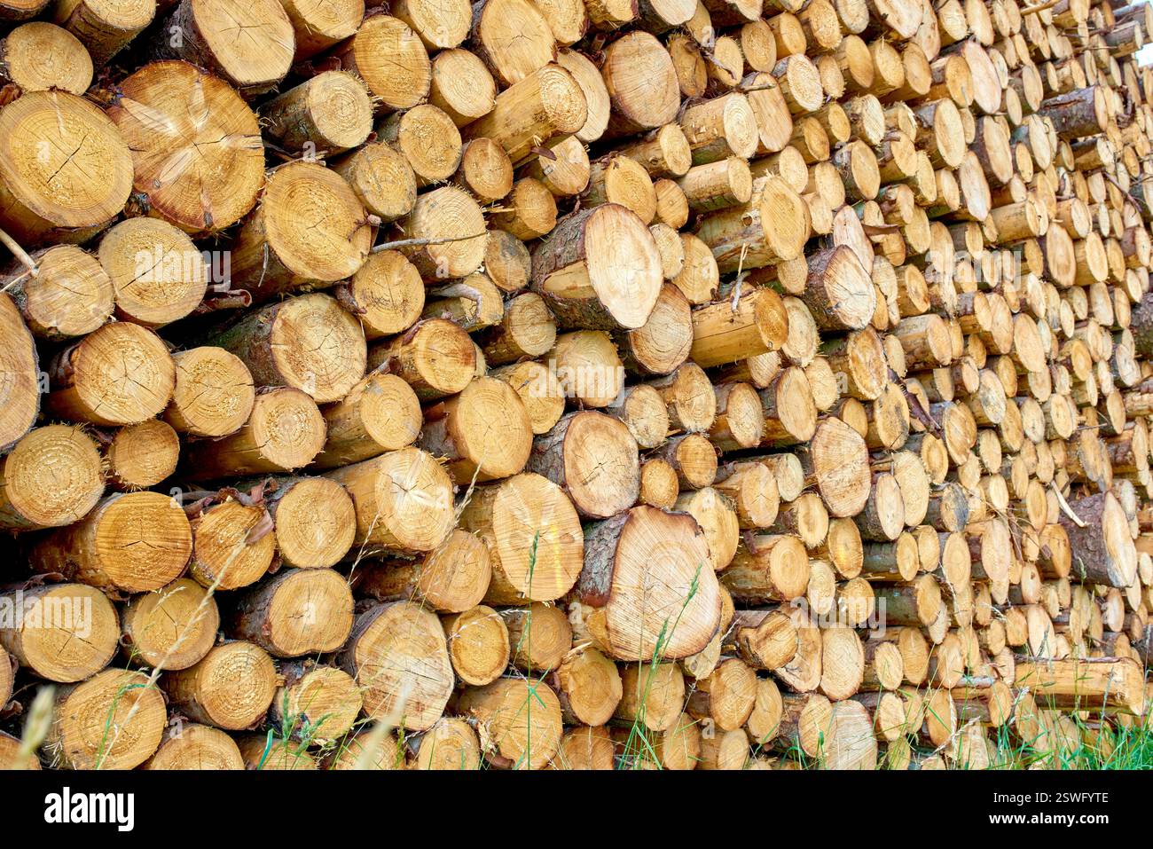 Timber, fuel and environment with stack of log in nature for lumber ...