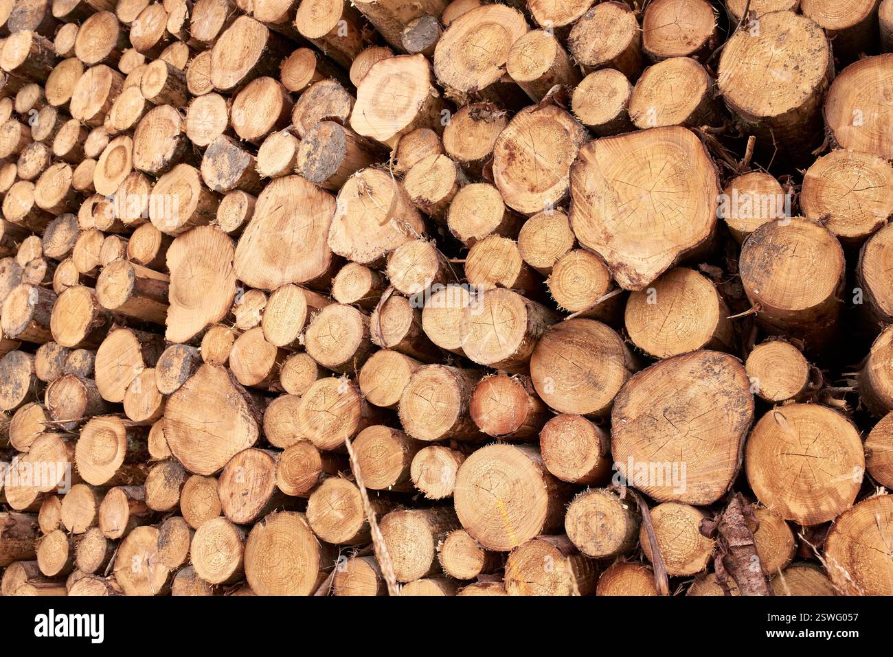 Wood, fuel and environment with stack of log in nature for lumber ...