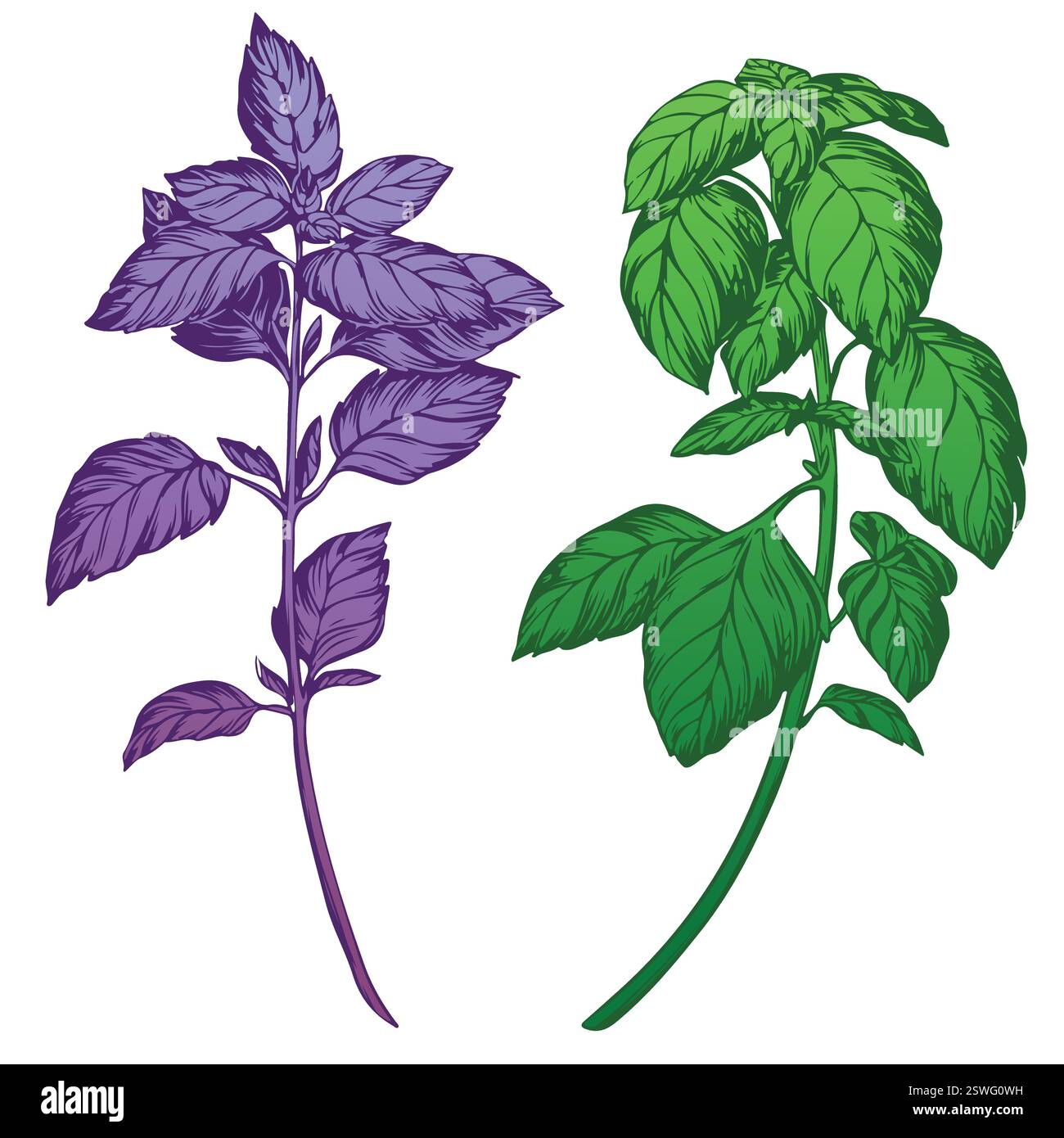Purple and green basil isolated on white background. Color engraving ...