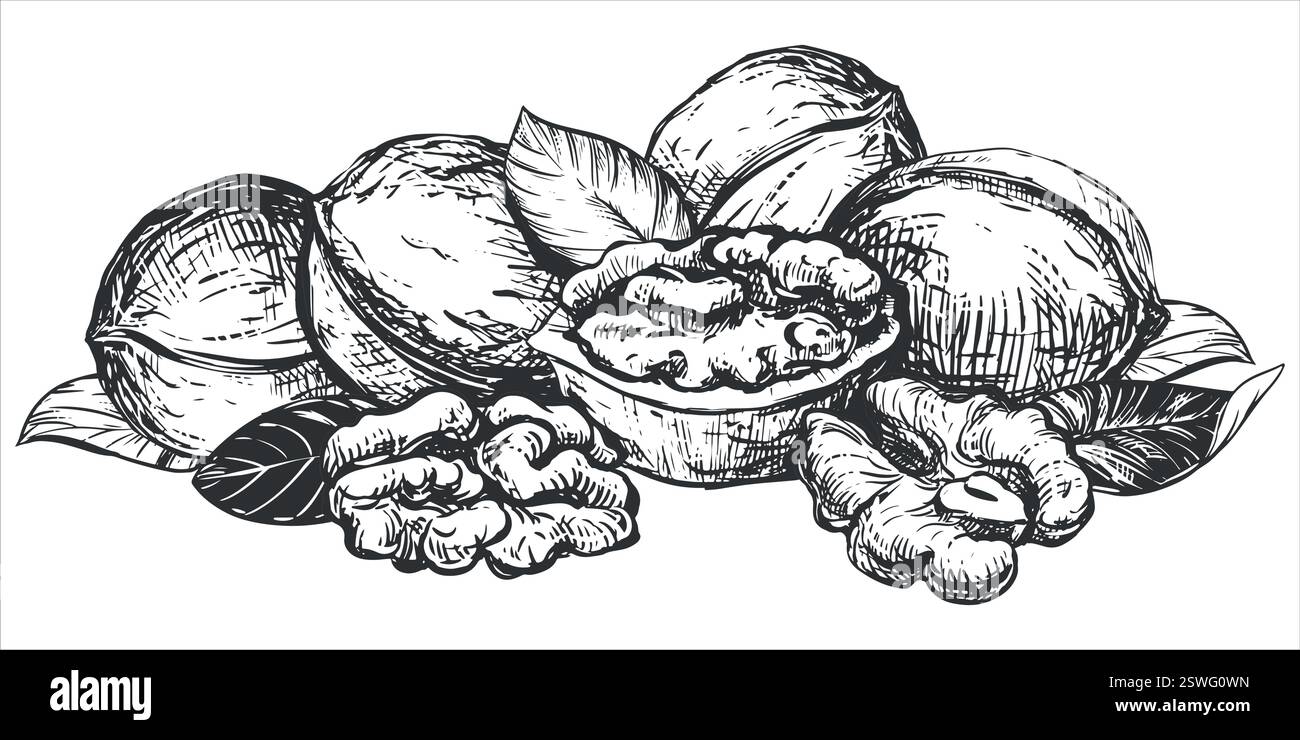 Hand drawn sketch of walnuts vector illustration. Composition of open ...