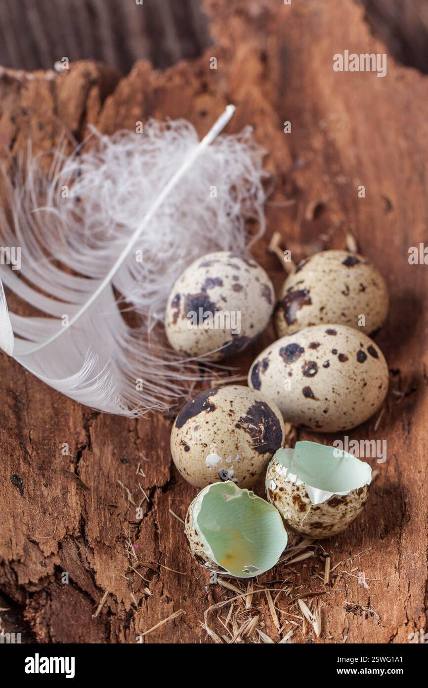Broken quail egg with the leaked yolk Stock Photo - Alamy