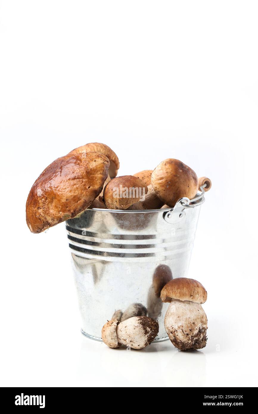 Bucket of cep mushrooms Stock Photo - Alamy