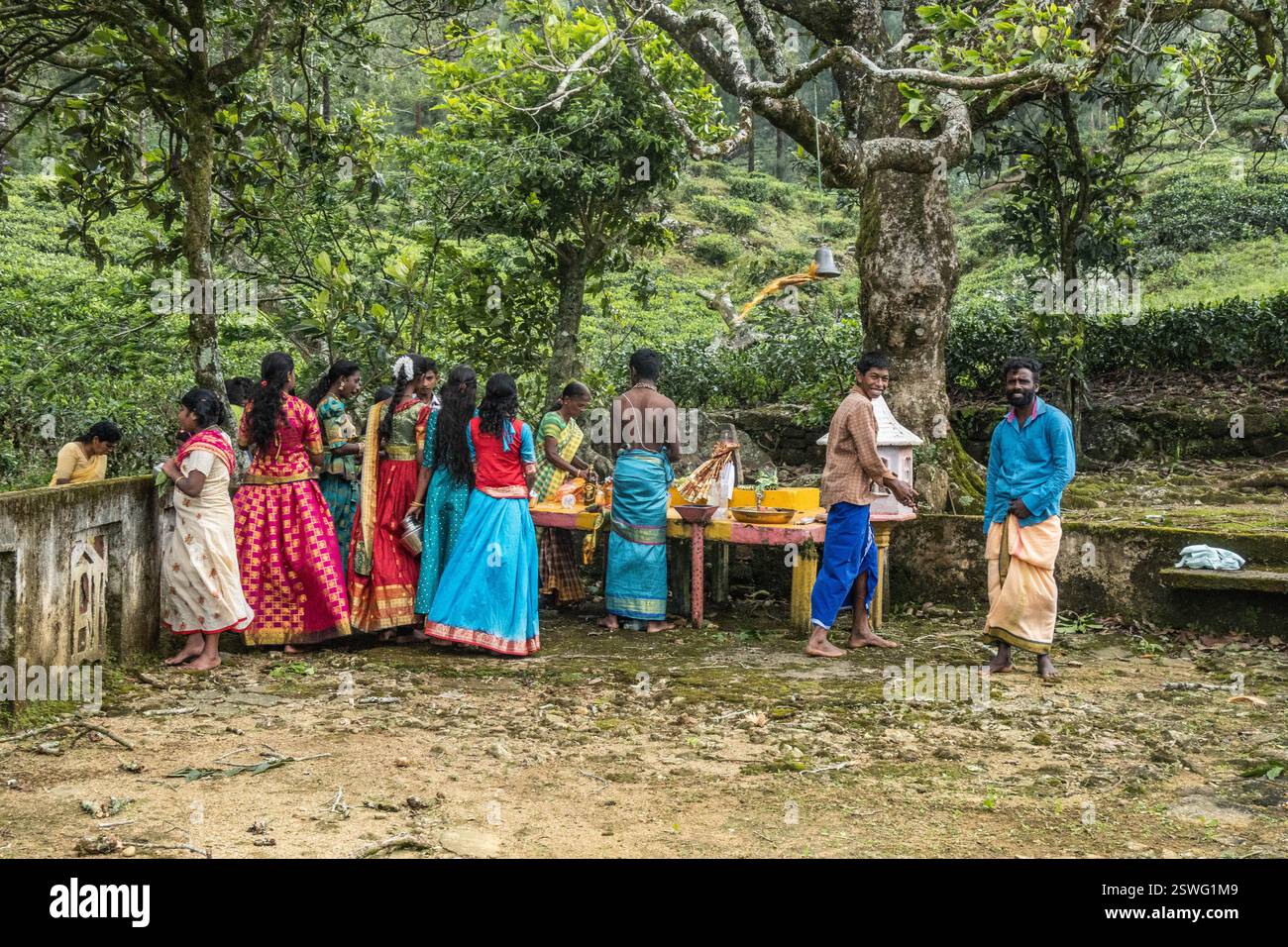 Tamil Thai Pongal harvest festival, Stellenberg Tea Estate, Pekoe Trail ...