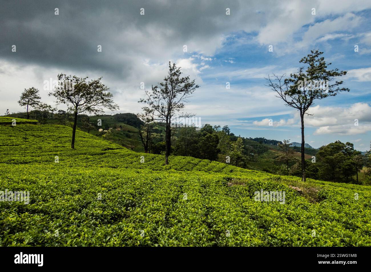 Hiking through the Stellenberg Tea Estate along the Pekoe Trail ...