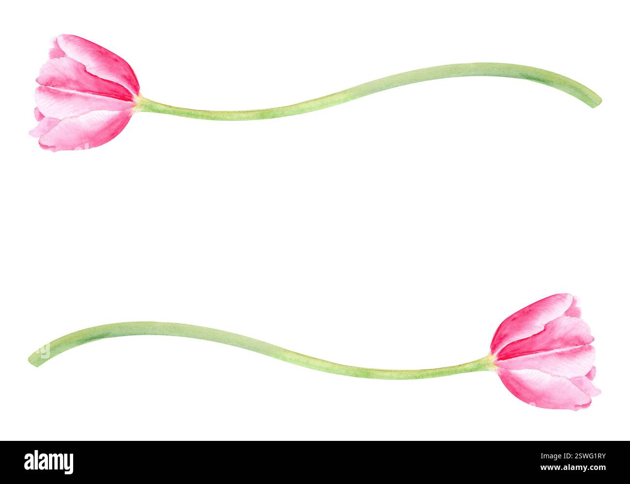 Tulip flower watercolor horizontal card isolated on white. Hand painted ...