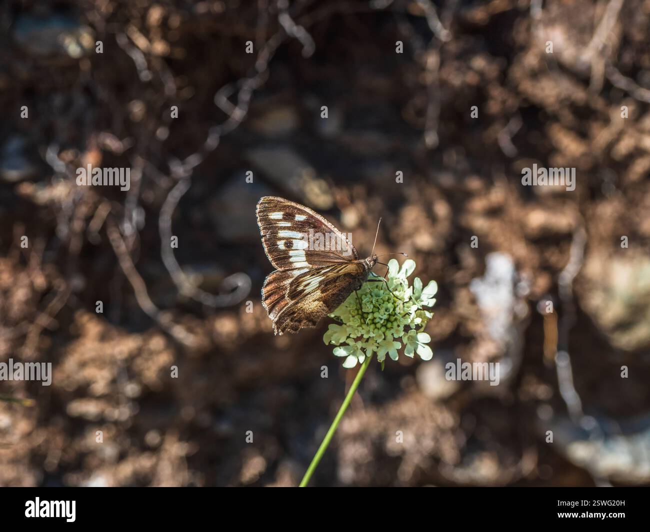 Bright imago Chazara briseis, the hermit, is a butterfly species ...