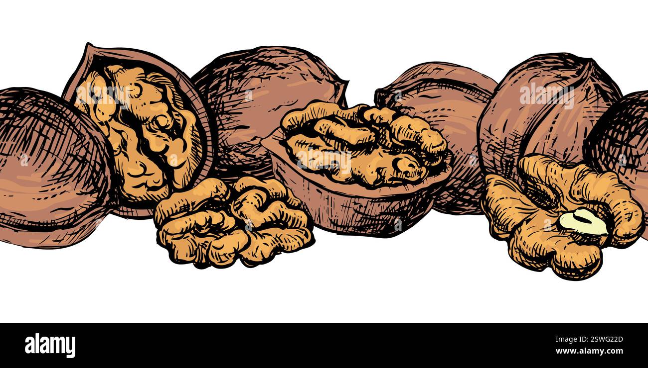 Vector seamless pattern of walnuts. Border of open walnut kernel, whole ...