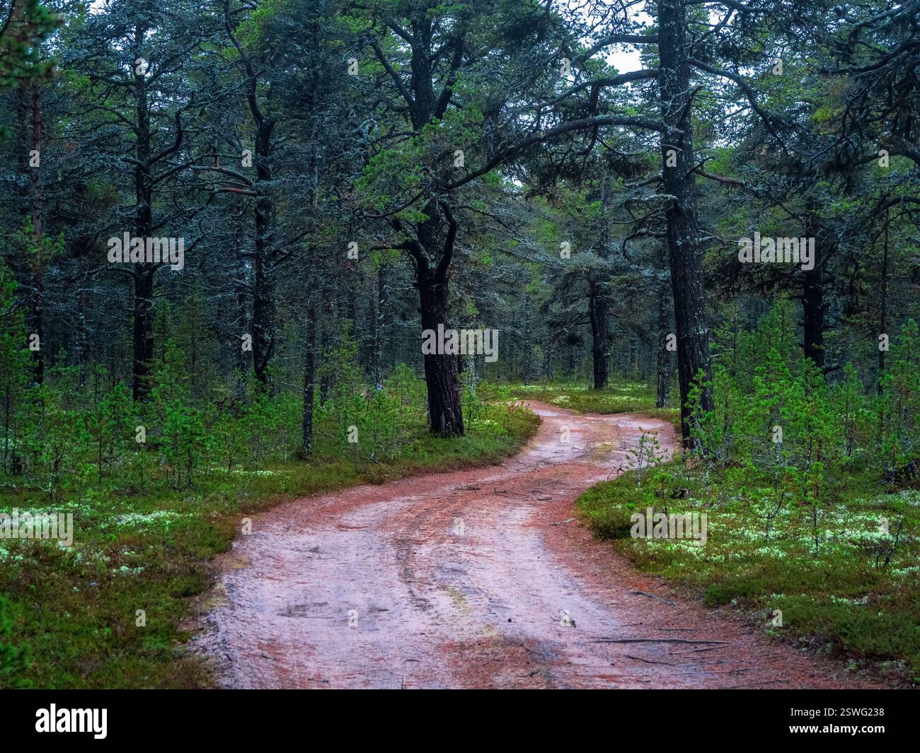 Arctic dense Northern forest with a winding road Stock Photo - Alamy
