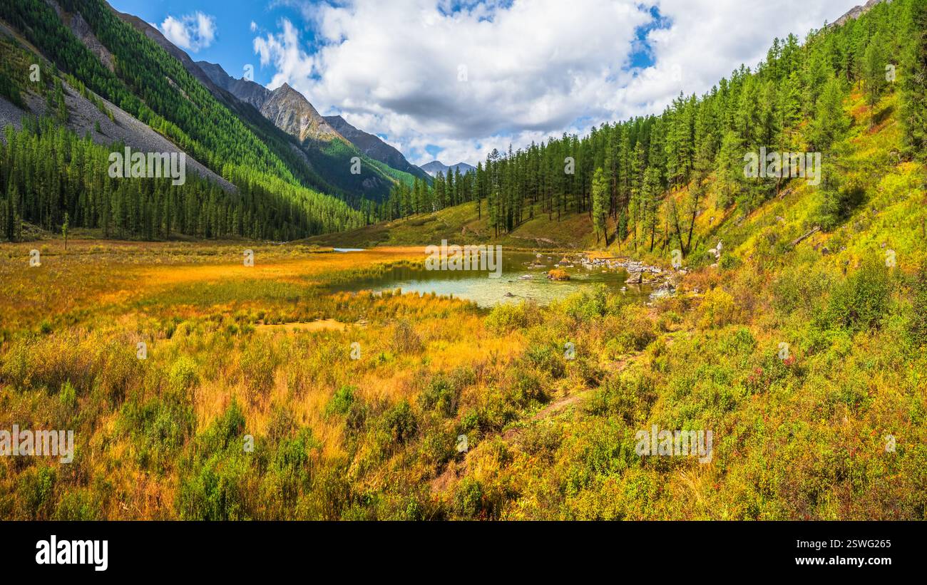 Sunny autumn swamp. Swampy backwater of mountain lake. Yellow ...