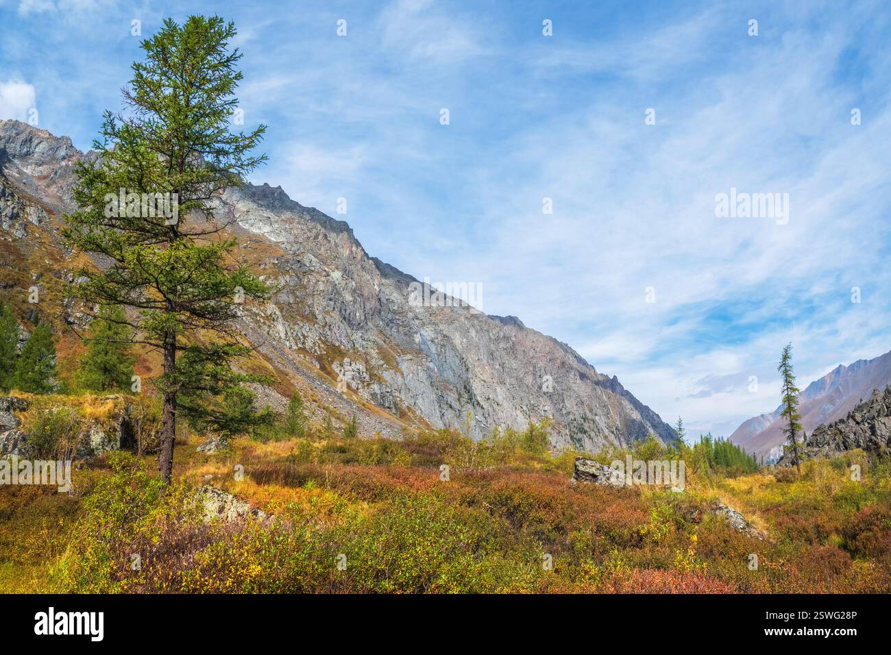 Amazing forest larch coniferous trees hi-res stock photography and ...
