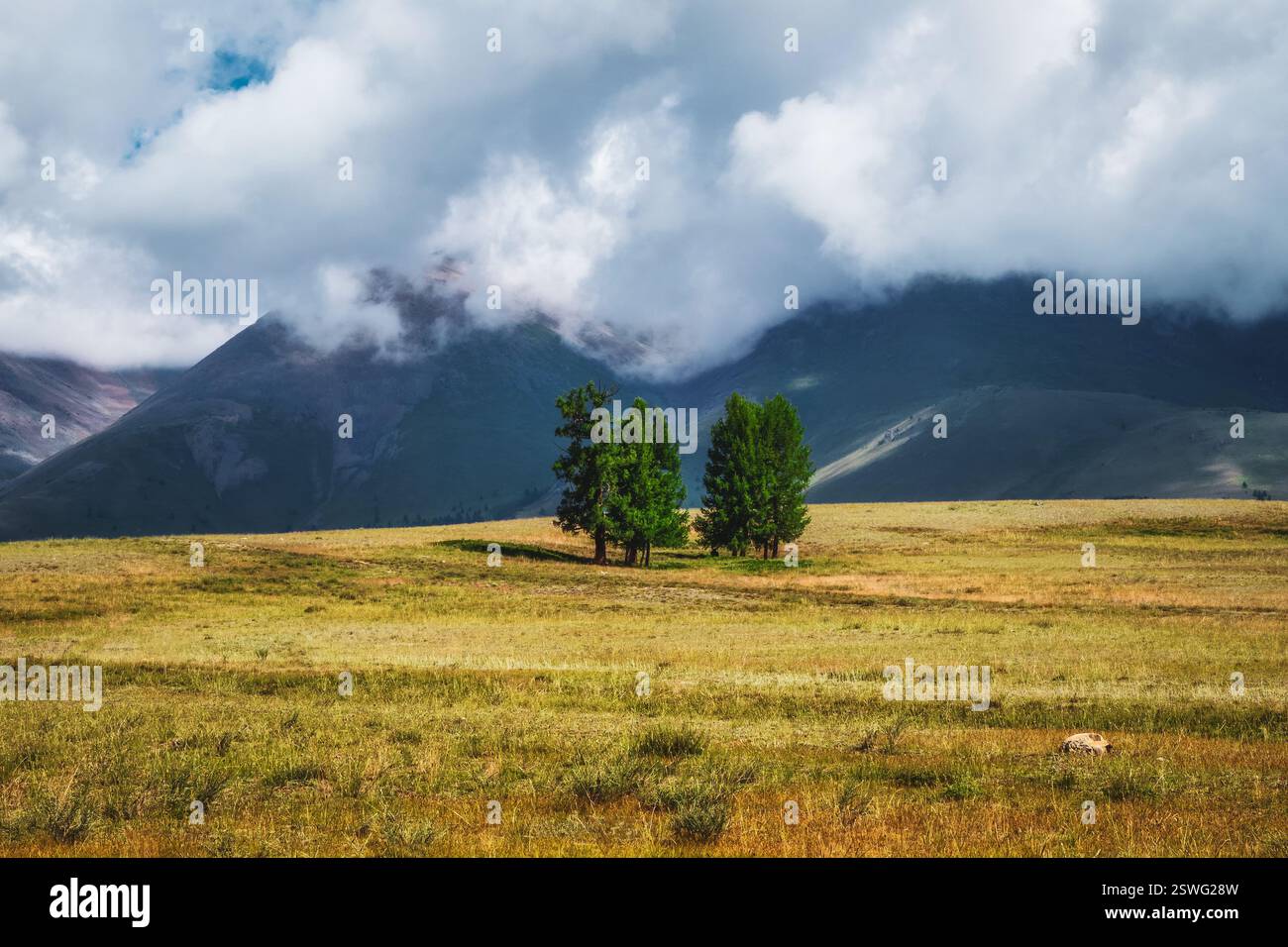 Atmospheric green landscape with tree in mountains. A close-standing ...