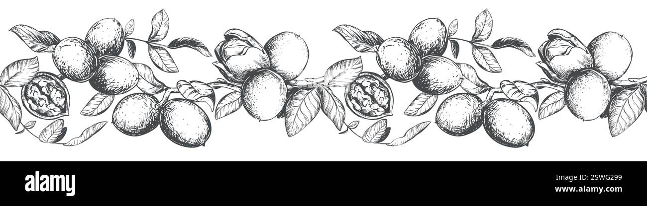 Horizontal pattern of walnut branches. Vector border with kernels ...