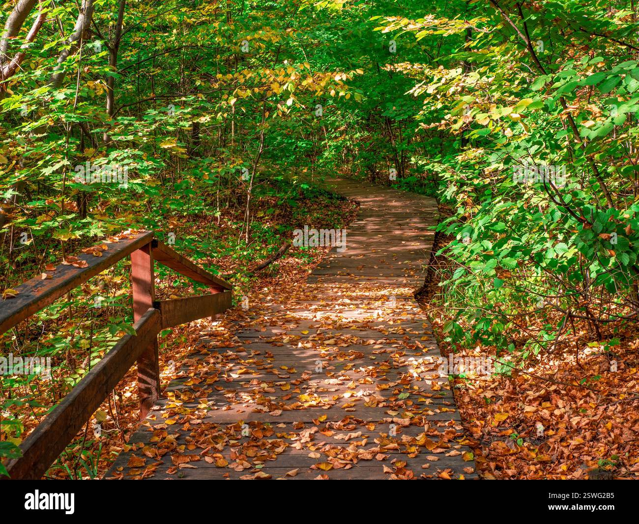 Empty green ecological path in autumn hi-res stock photography and ...