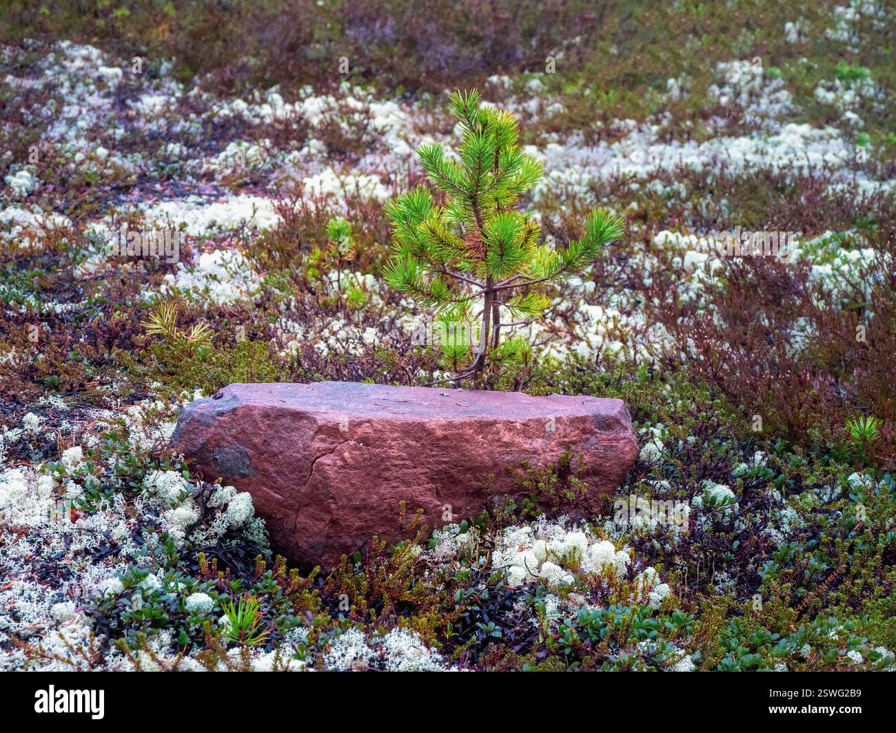 A young pine tree grows near a granite boulder. Arctic dense Northern ...