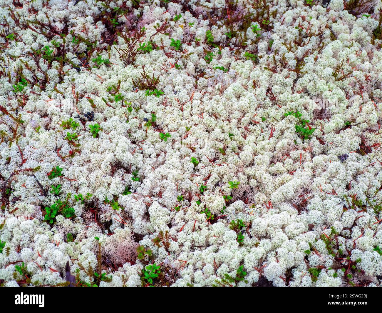 Arctic white moss yagel in the Northern forest. Natural background ...