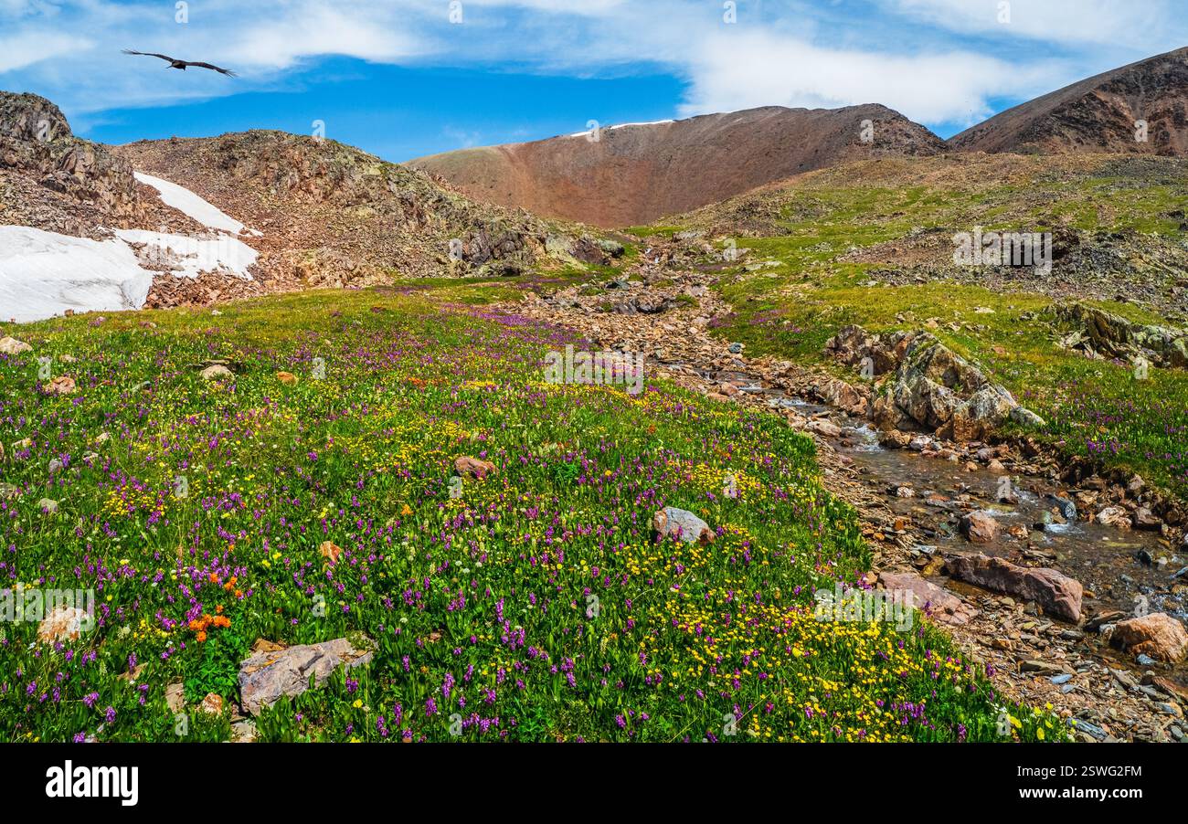 Blooming alpine meadow. Clear mountain stream flows through a green ...