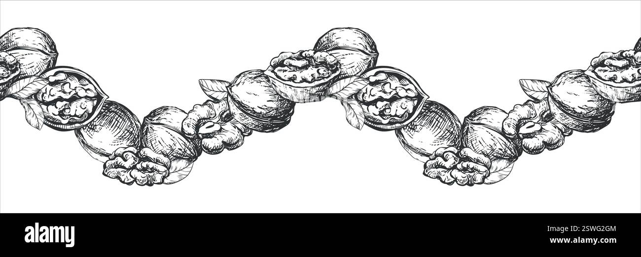 Vector seamless pattern of walnuts. Border of open walnut kernel, whole ...