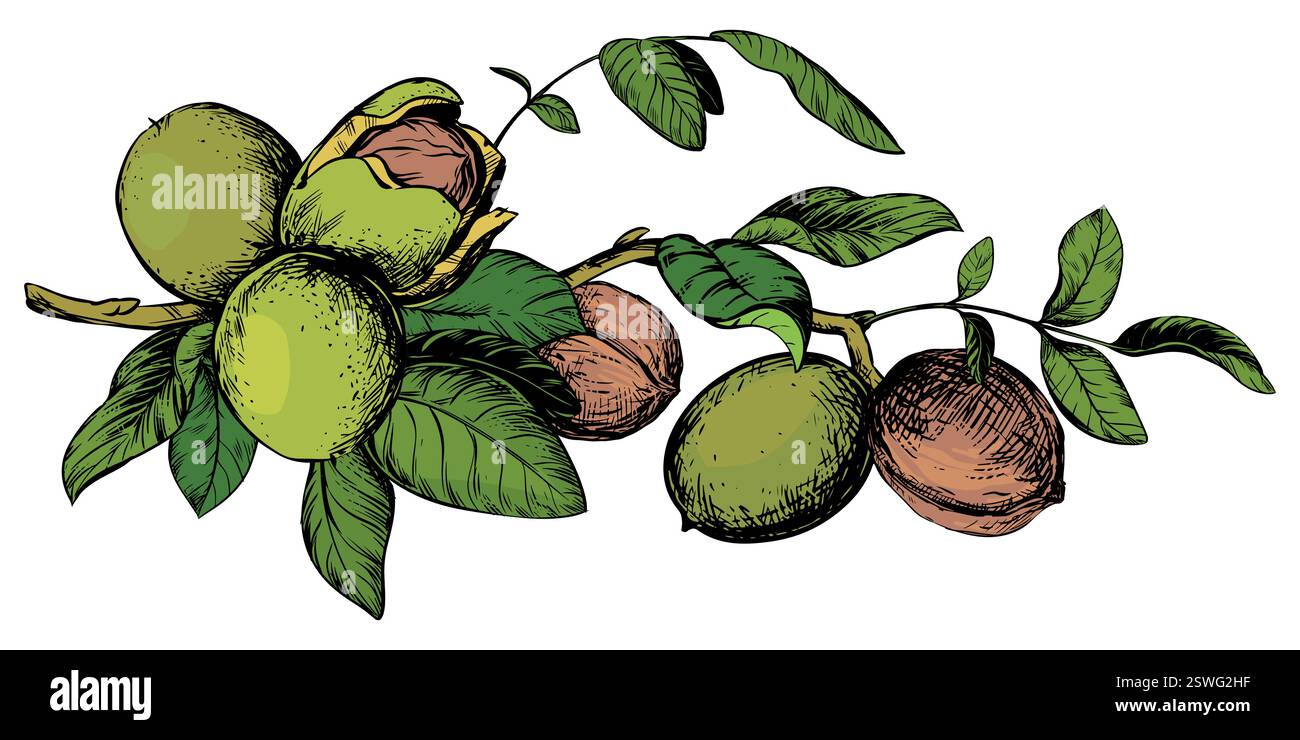 Branch of walnuts drawn horizontally. Vector illustration in color ...