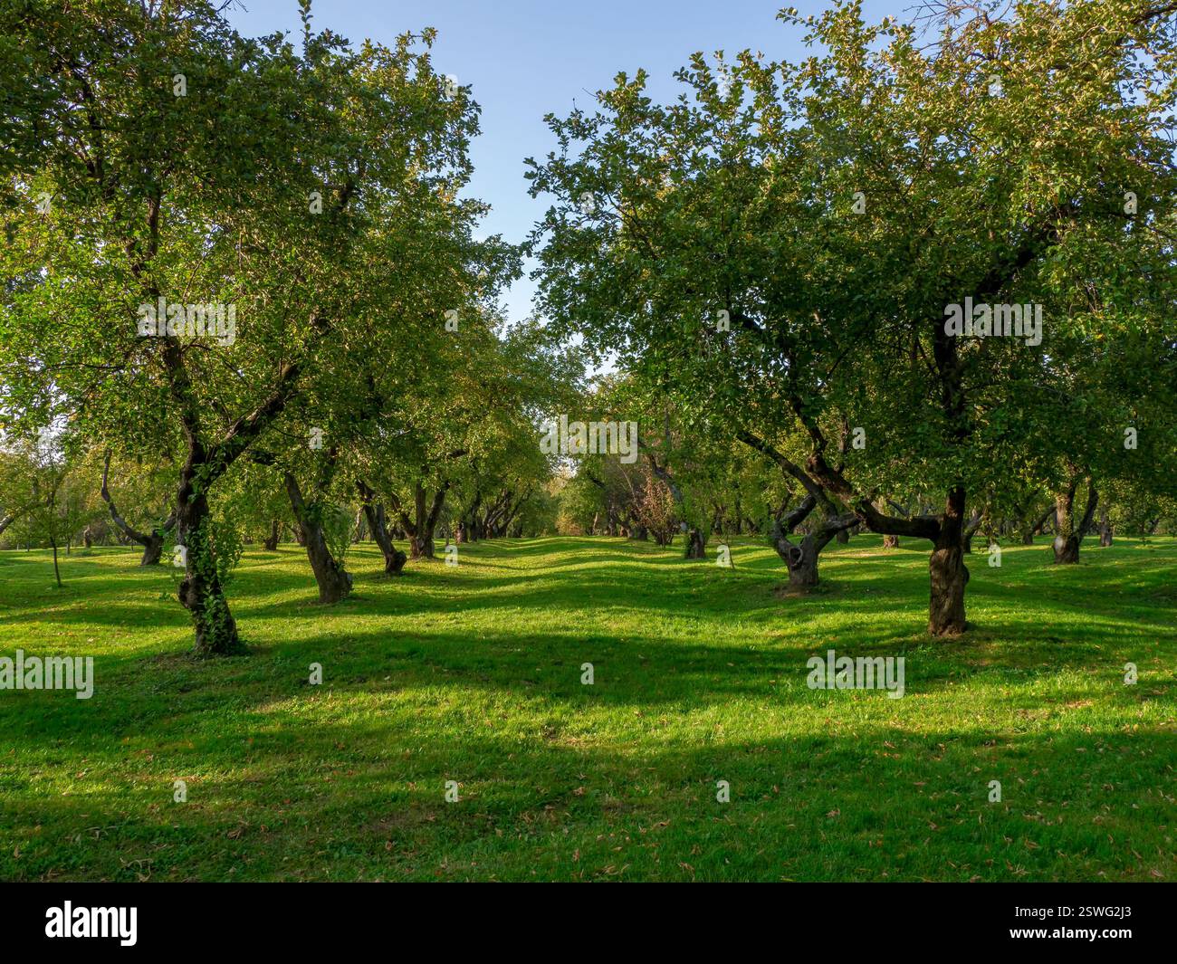 Green lawn with old fruit trees standing in a row Stock Photo - Alamy