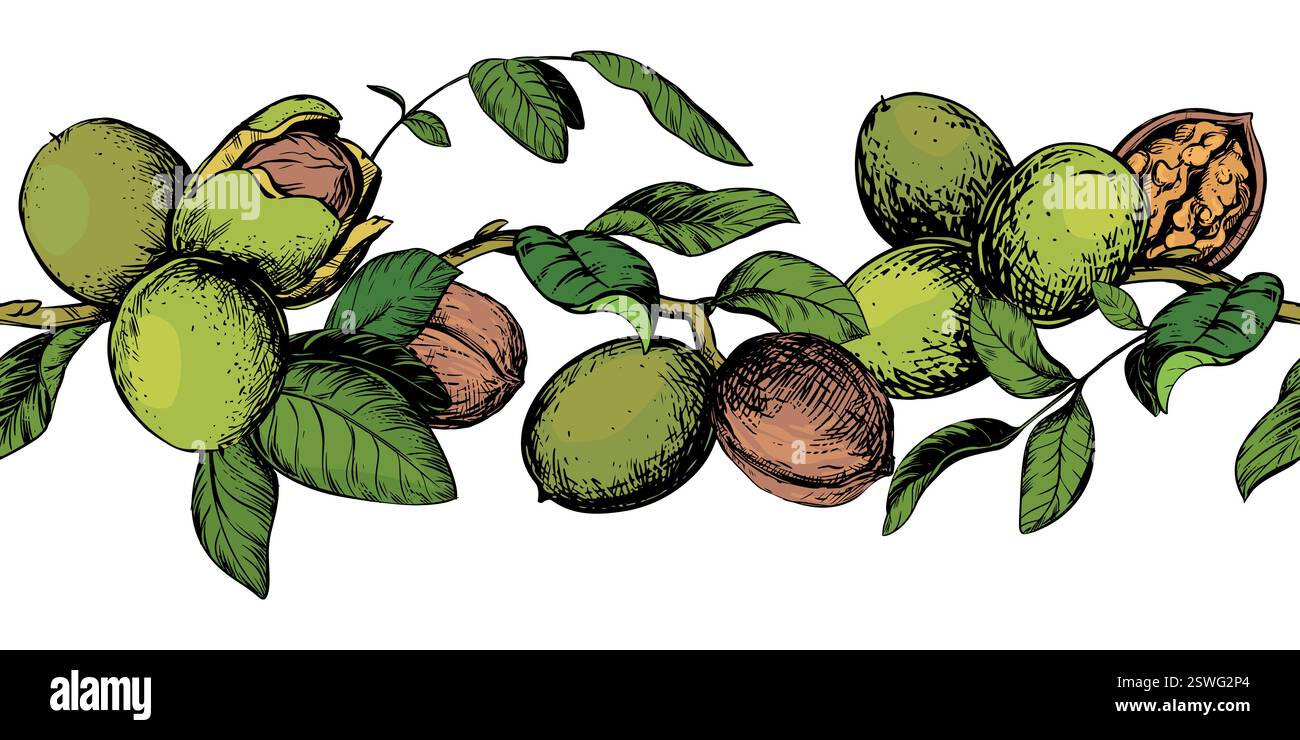 Horizontal pattern of walnut branches. Vector border with kernels ...