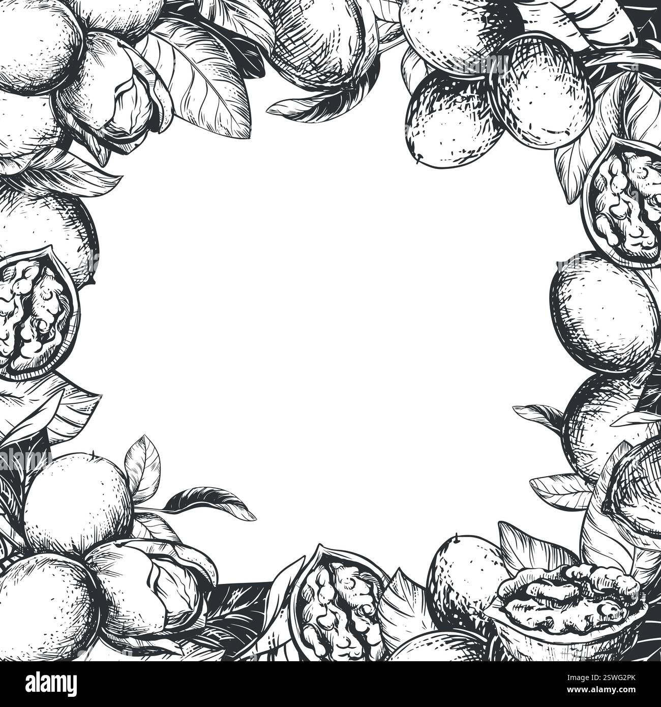 Square frame of walnuts with space for text. Vector illustration in ...