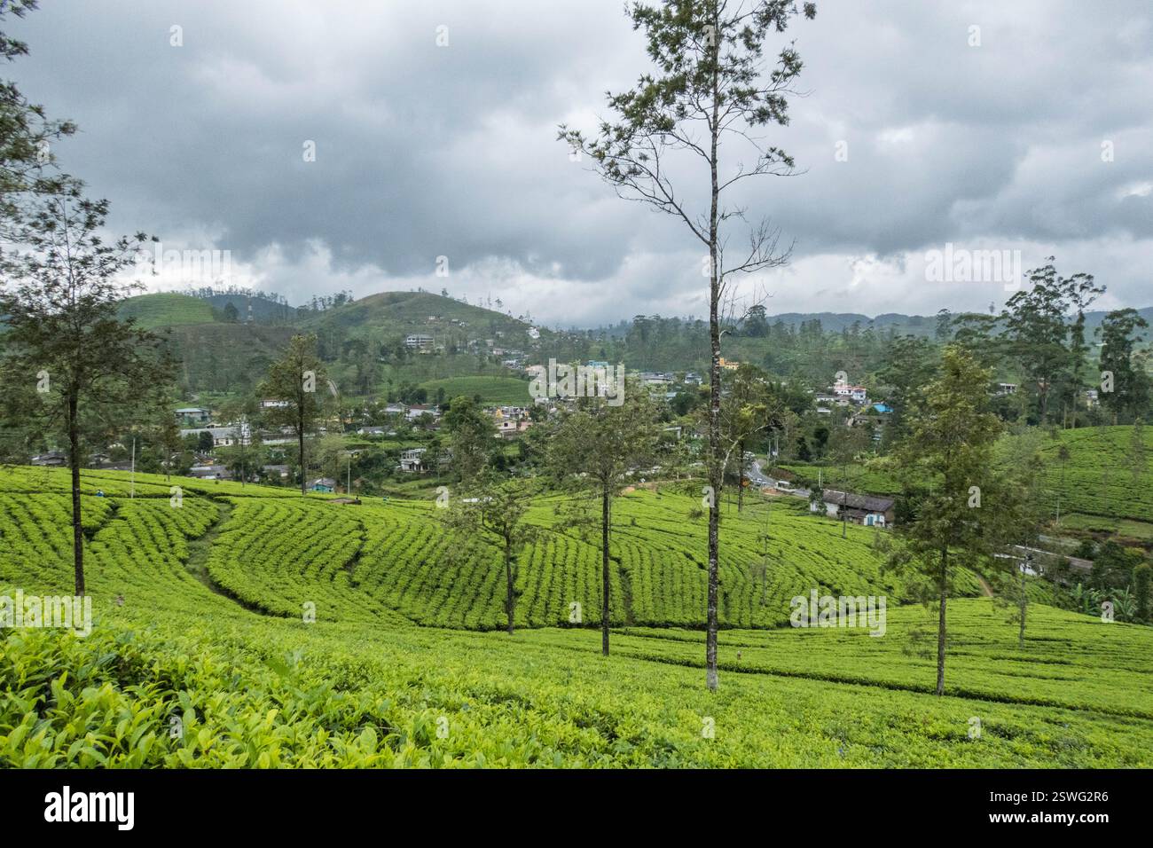 View of the beautiful Derryclare Tea Estate along the Pekoe Trail ...