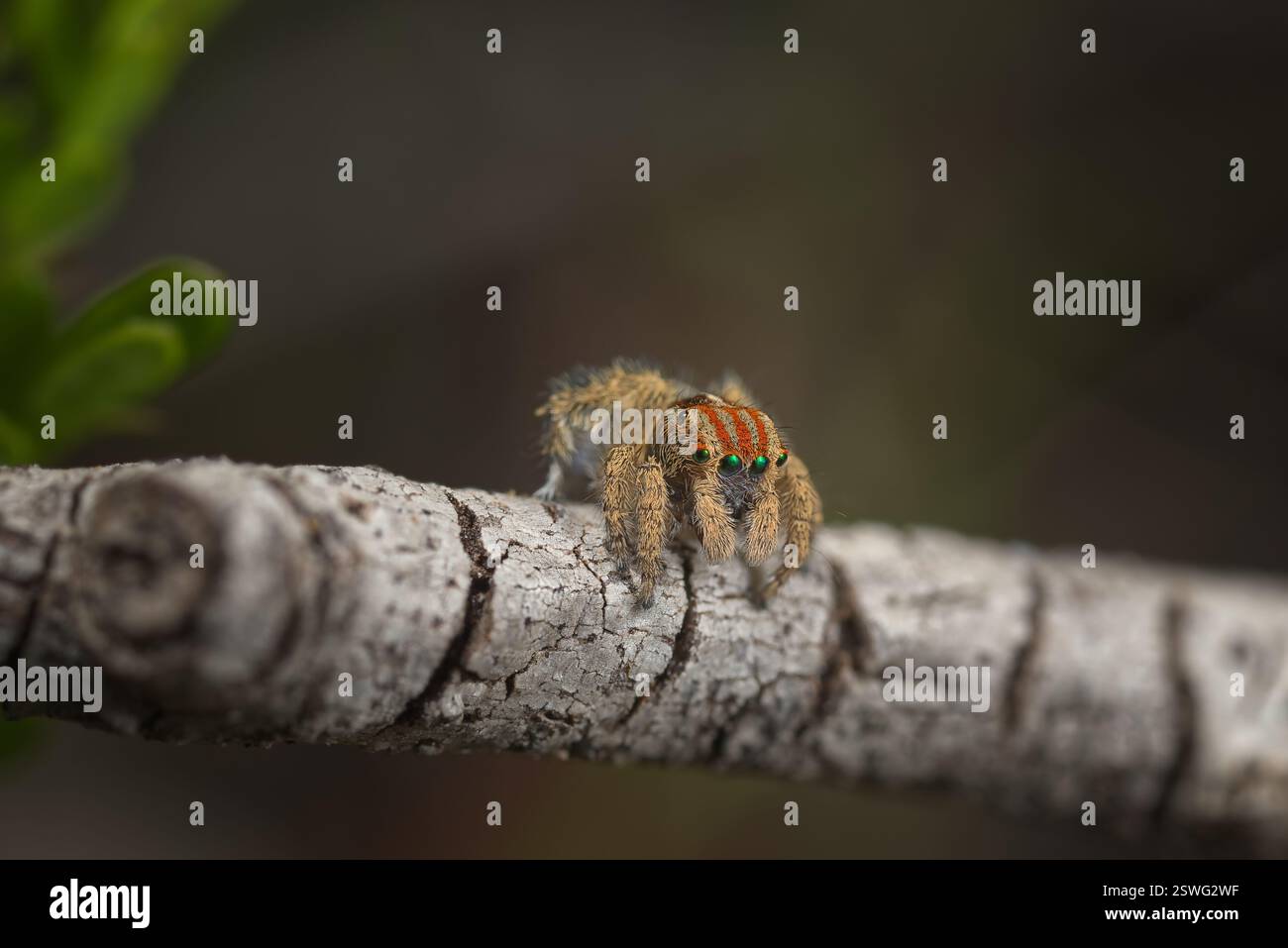 A male Peacock spider (Maratus azureus - named after the blue flaps on ...