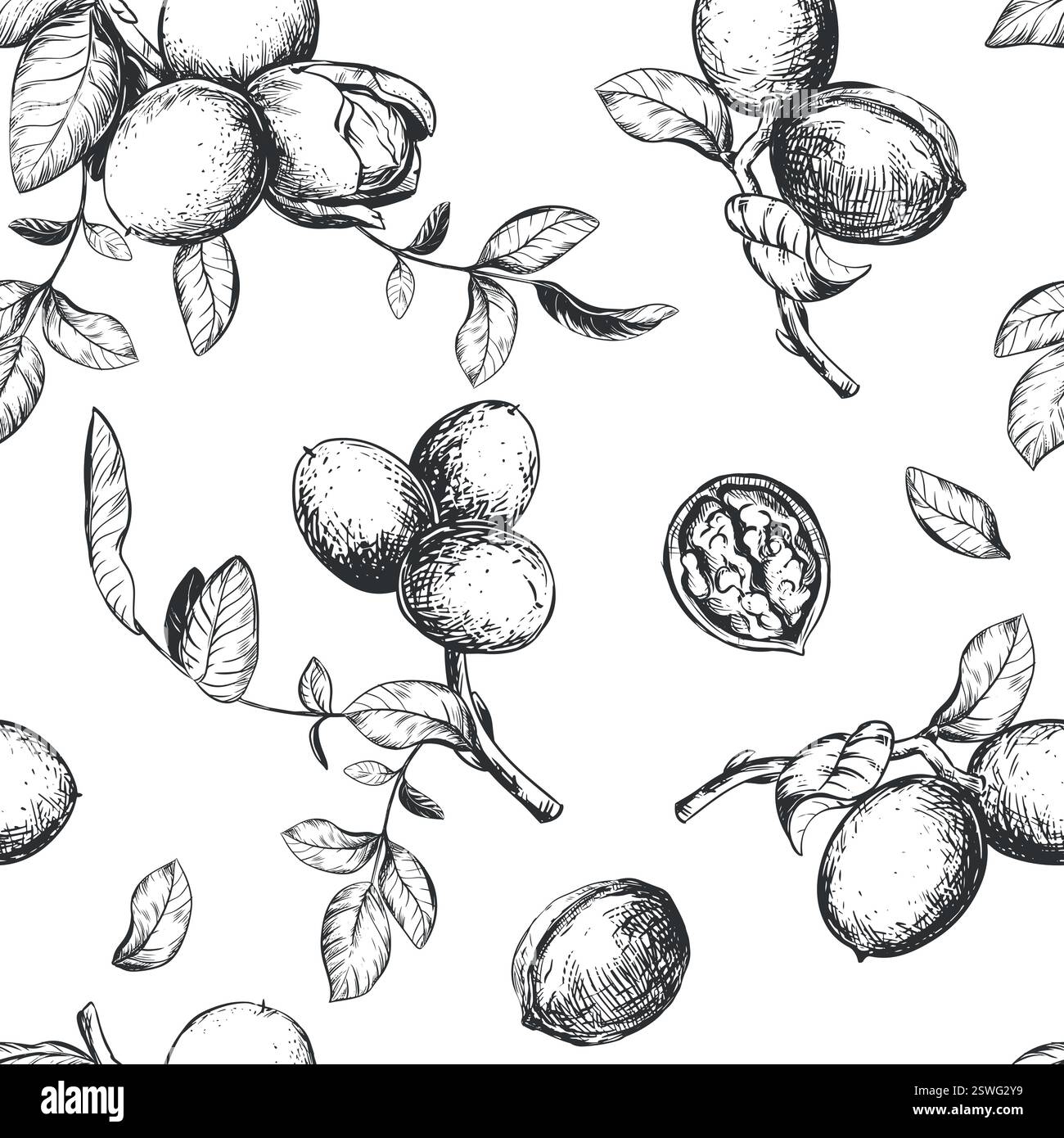 Seamless pattern of walnut branches. Vector background with kernels ...
