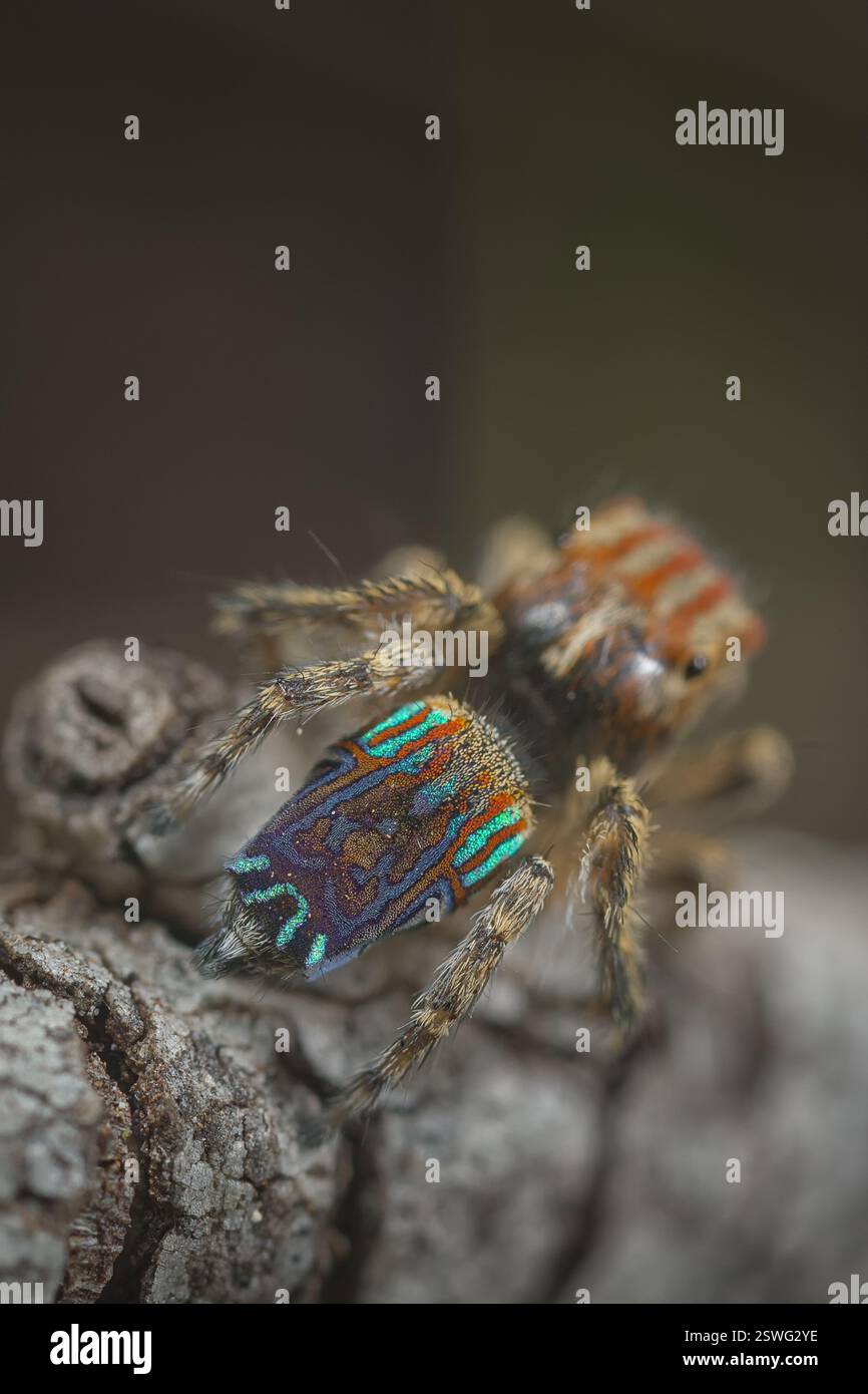 A male Peacock spider (Maratus azureus - named after the blue flaps on ...