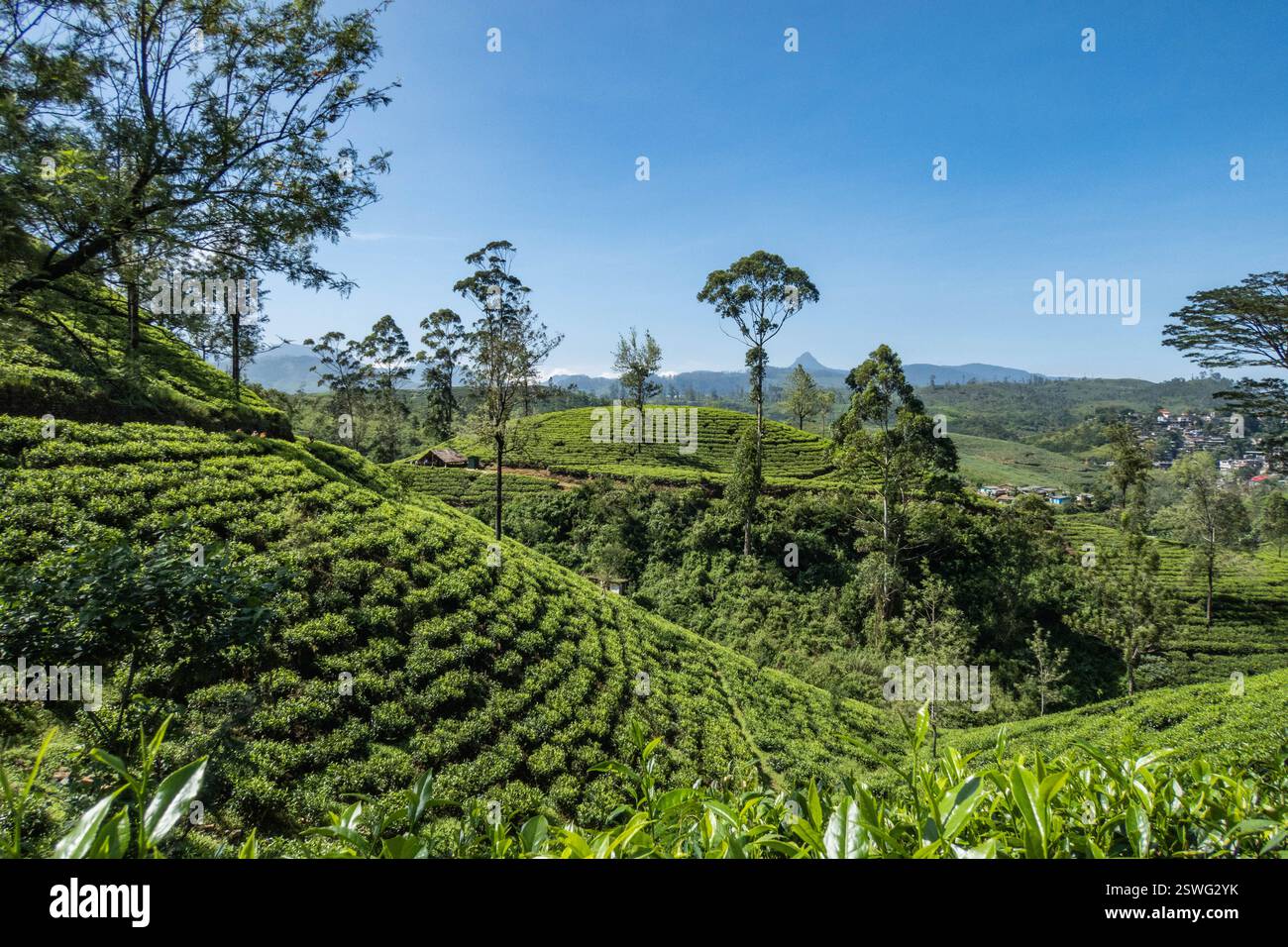 View of Mount Adams from the Pekoe Trail, Hatton, Sri Lanka Stock Photo ...
