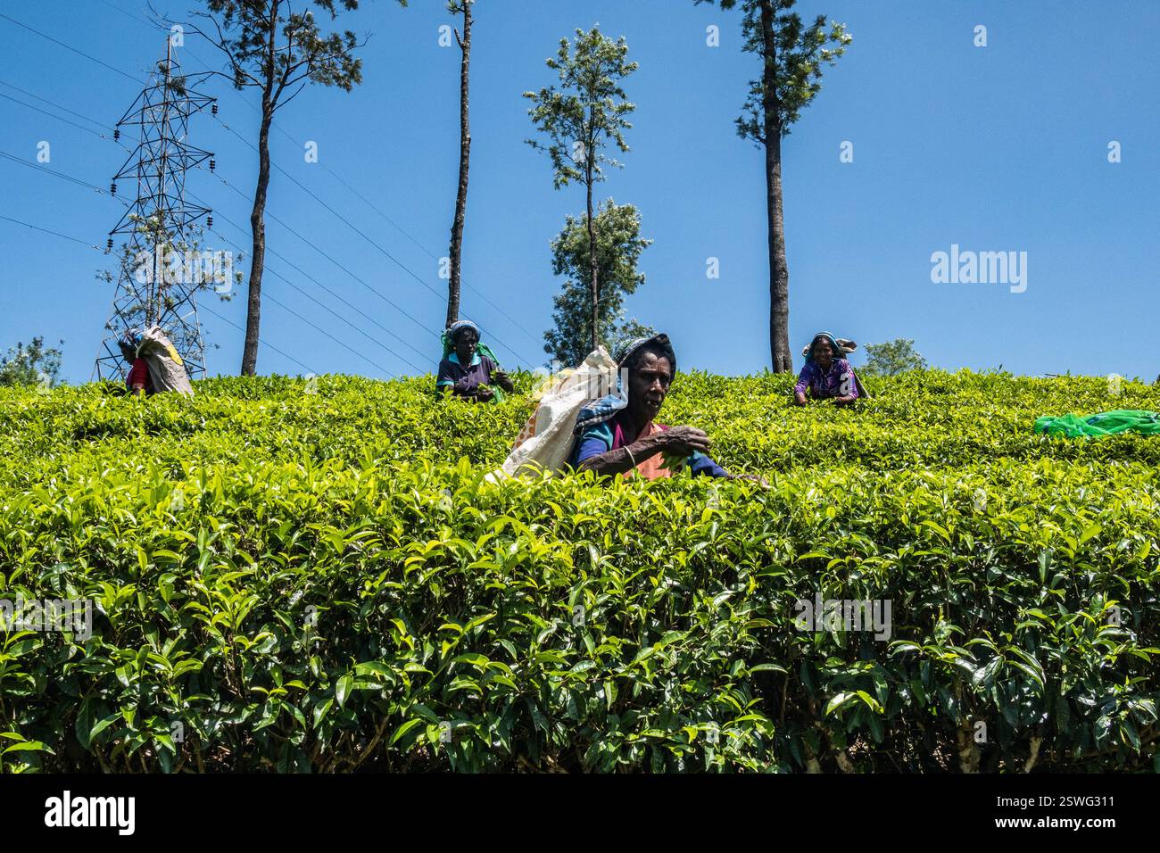 Tamil tea picker in the Norwood Tea Estate, Pekoe Trail, Norwood, Sri ...