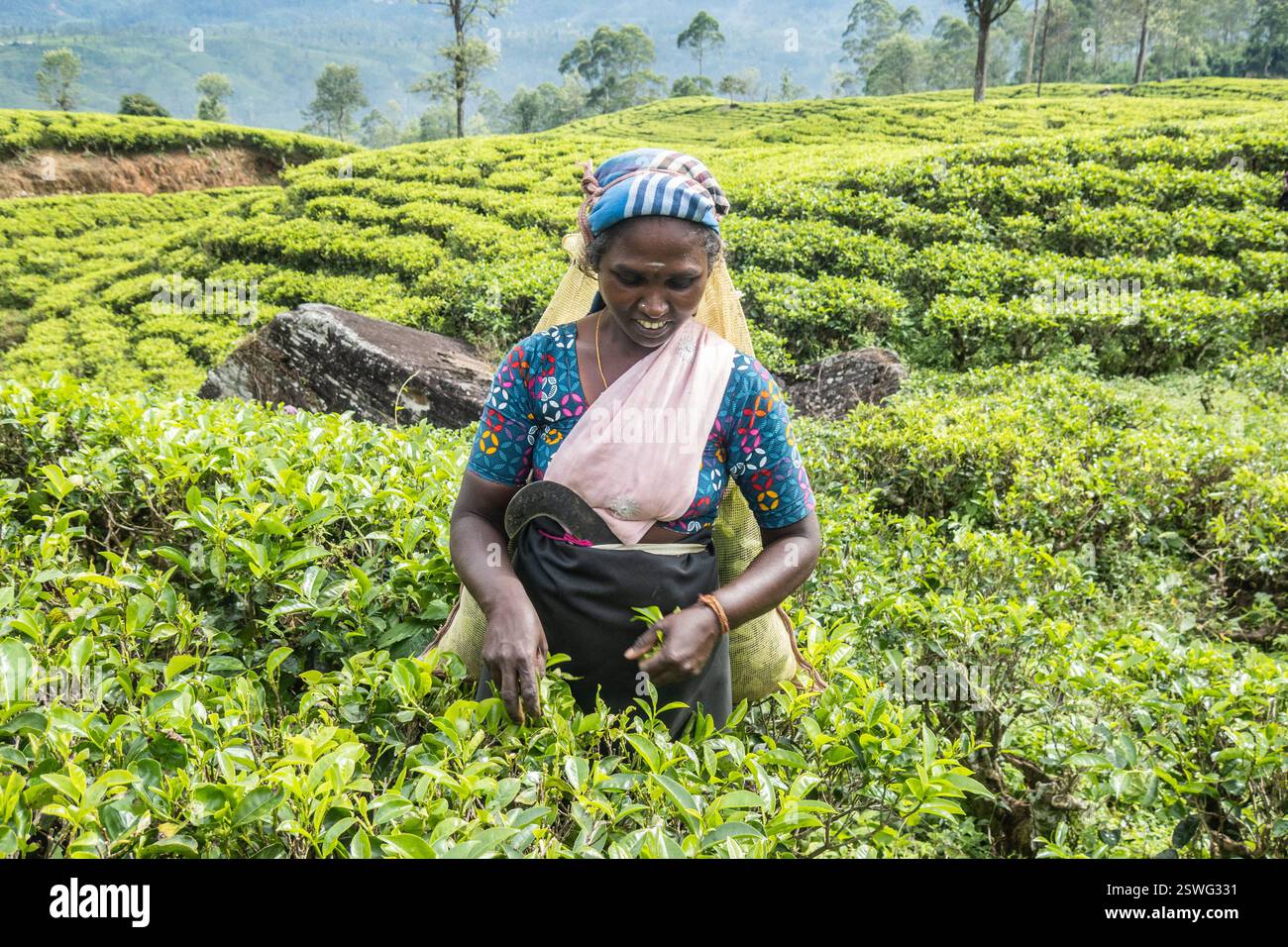 Tamil tea picker in the Norwood Tea Estate, Pekoe Trail, Norwood, Sri ...