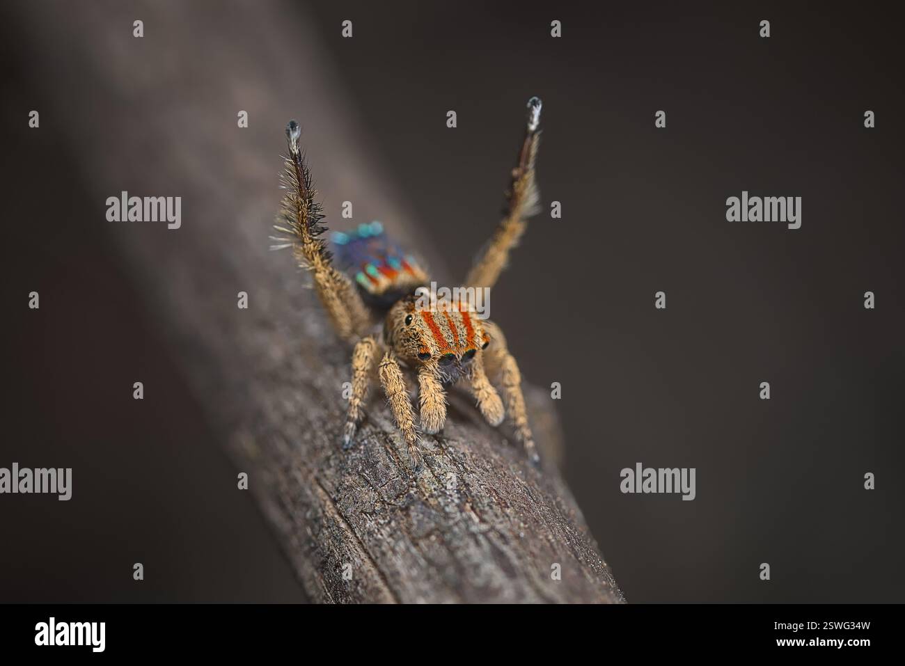 A male Peacock spider (Maratus azureus - named after the blue flaps on ...
