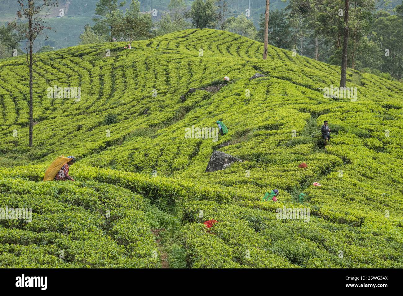 Tamil tea picker in the Norwood Tea Estate, Pekoe Trail, Norwood, Sri ...