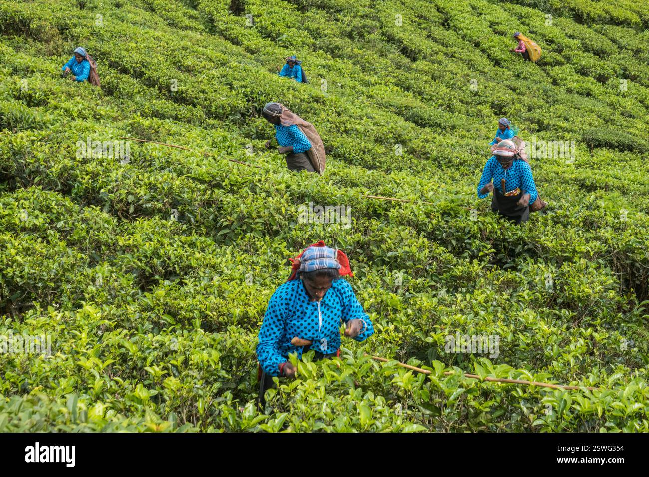 Tamil tea picker in the Norwood Tea Estate, Pekoe Trail, Norwood, Sri ...