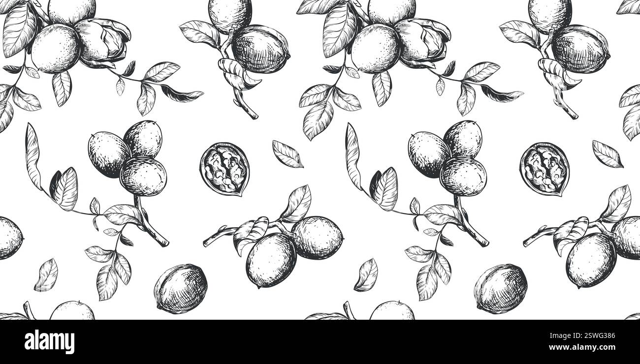 Walnut nut kernels vintage Stock Vector Images - Alamy