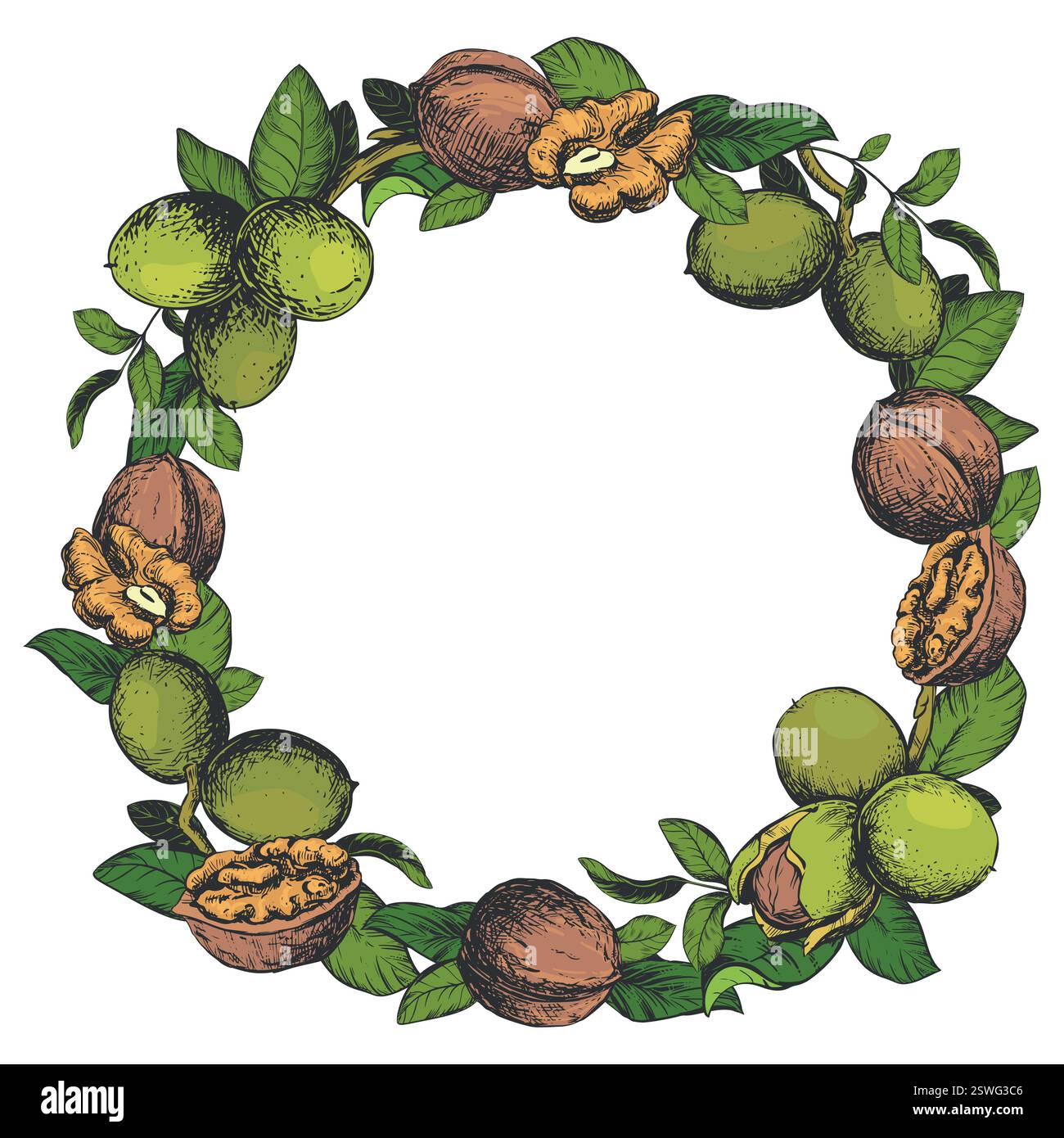 Round frame of hand drawn walnuts. Vector illustration in color ...