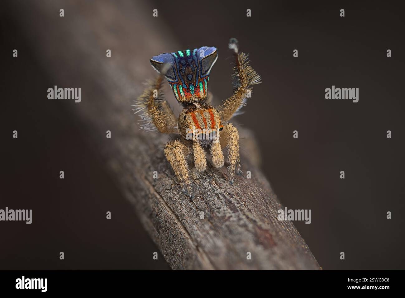 A male Peacock spider (Maratus azureus - named after the blue flaps on ...