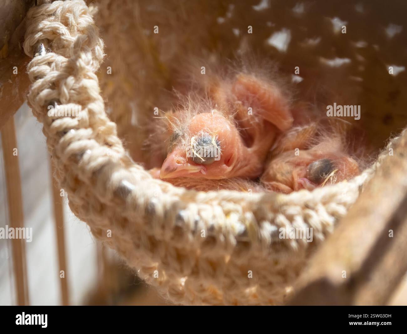 Just hatched three blind canary chicks from an egg in the nest. Spring ...