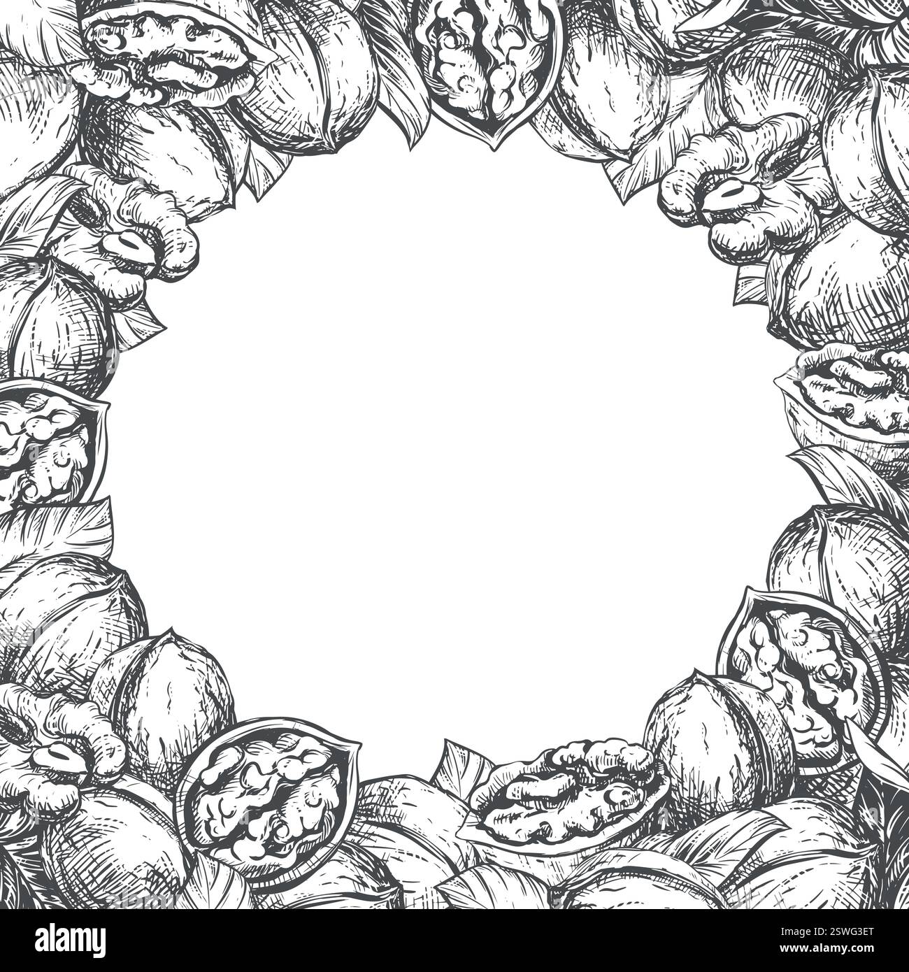 Square frame of walnuts with space for text. Vector illustration in engraving technique. Design ...